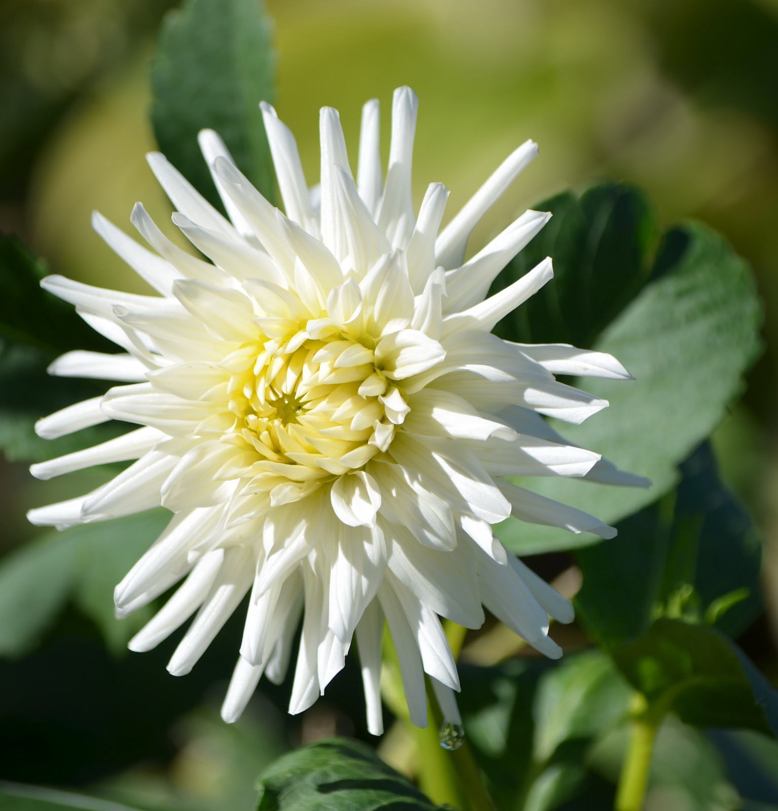 PS Whimsy - Behind the Brush: Dahling Dahlias!