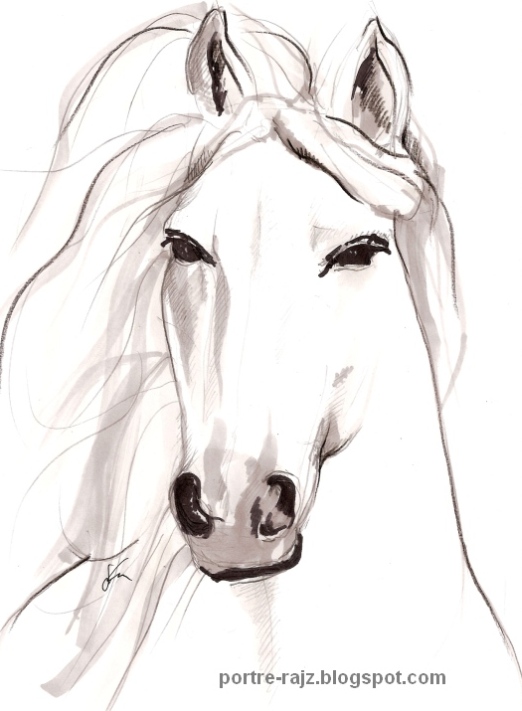 Digitális portré rajz készítés - Portrait drawings: Állati portré ...