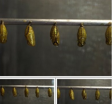 Perjalanan Usahawan Dinamik