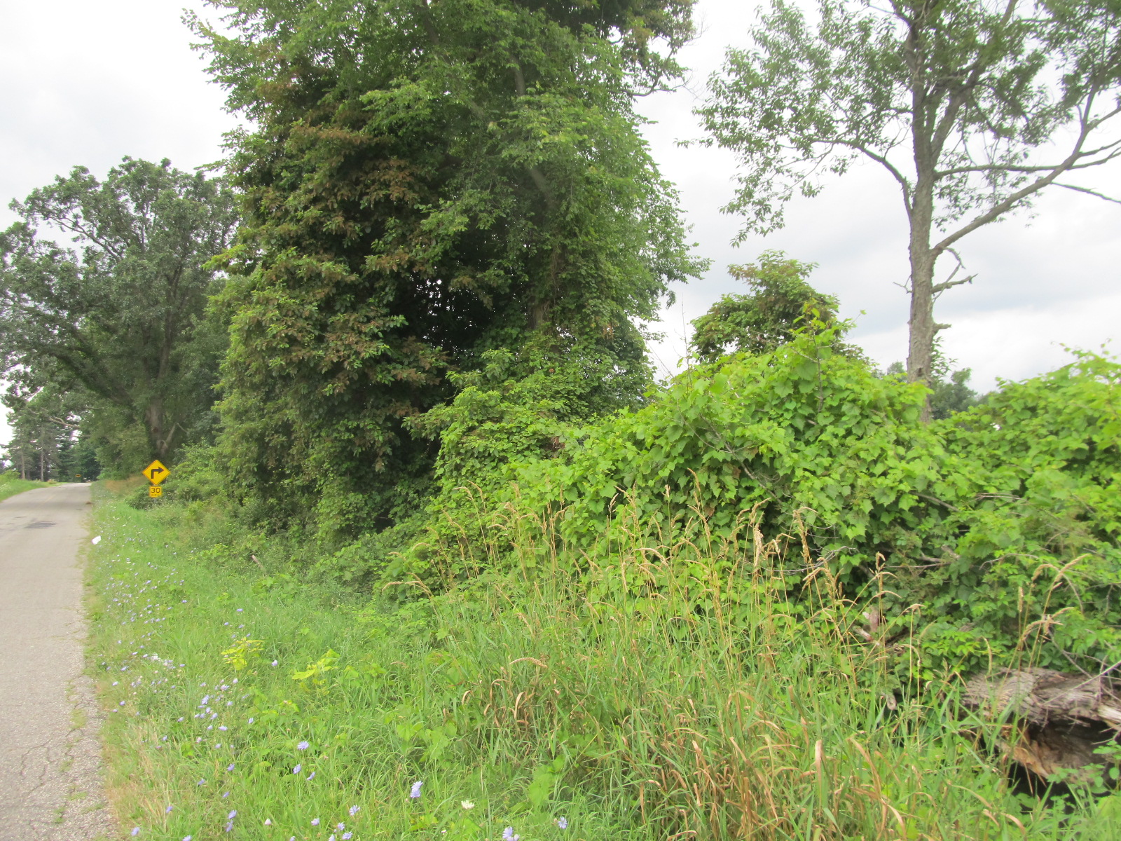 Eaton Rapids Joe: Decoy crops for Japanese Beetles