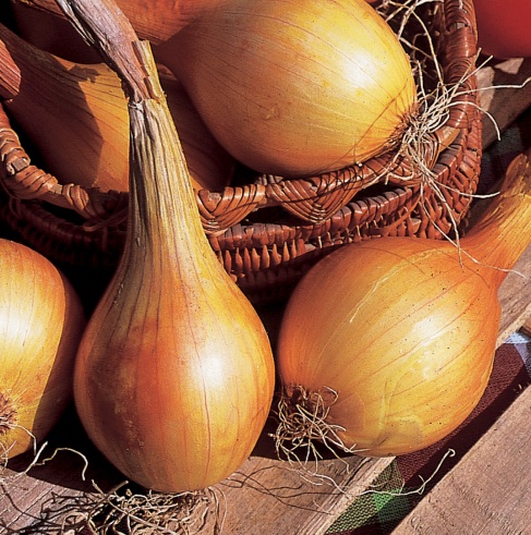Behind the French Menu: Oignon or Ognon – An Onion. Onions on French ...