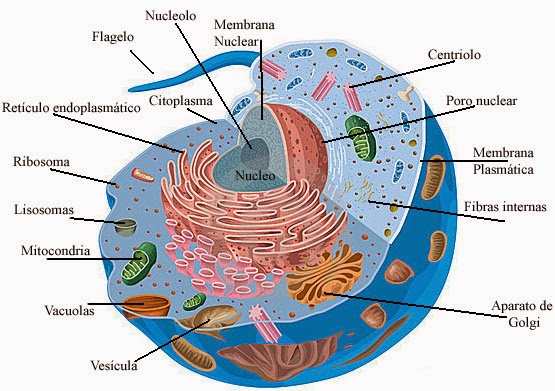 La Célula: Ciencias de la salud