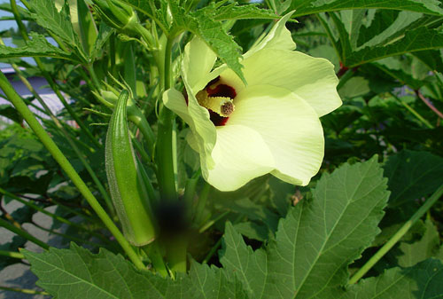 Aromas do Cumbuco: ÓLEO ESSENCIAL EXÓTICO - ALMÍSCAR (ABELMOSCHUS ...