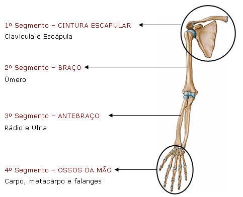 ANATOMIA PROFUNDA: OSSOS DO BRAÇO