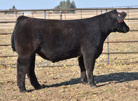 Lautner Farms: Lautner Show Steers Round 2 Online Sale