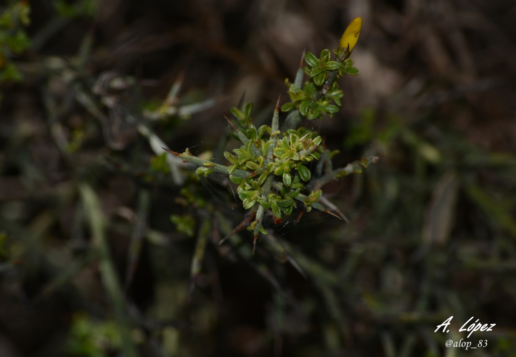 Flora de la Península Ibérica: Genista scorpius (L.) DC. (Fam ...