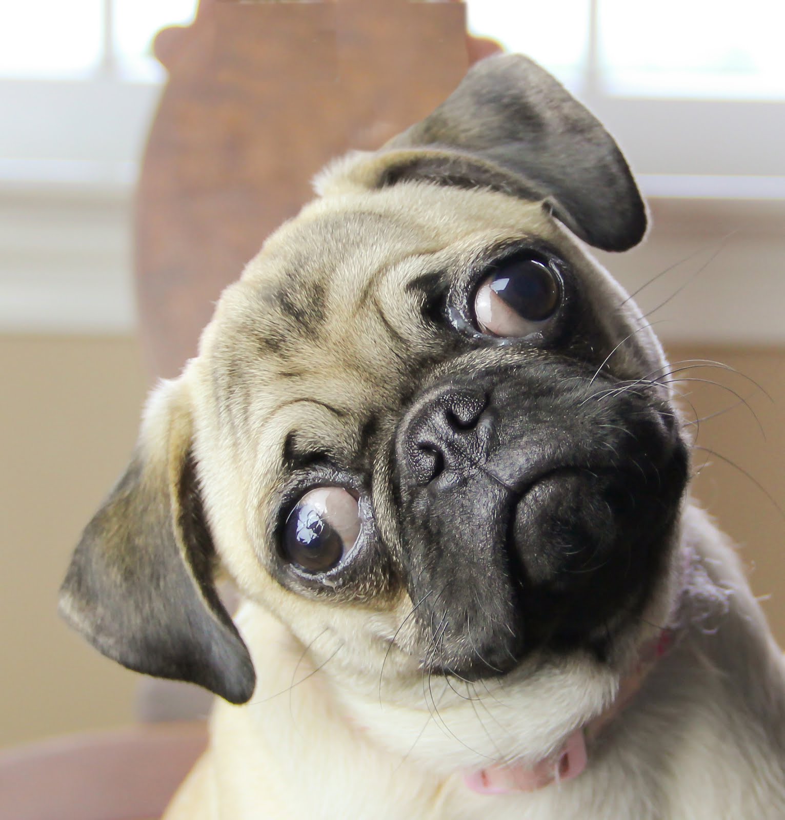 Katelyn Thomas - Freelance Writer and Photographer: Pug Portrait Shoot ...