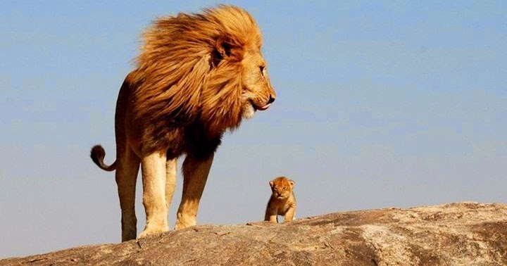 Consejos del Gran León - Cyberprimo.com