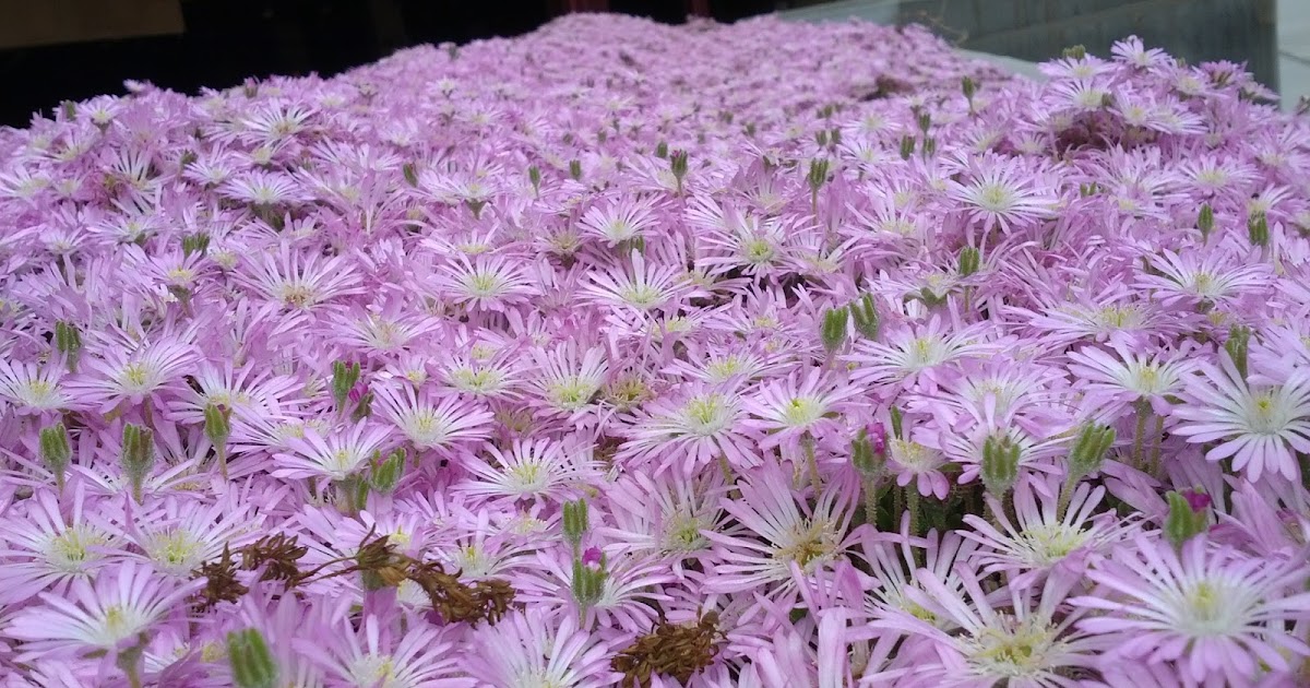 Clunie Photography: Flowers At Noon