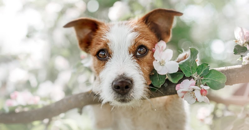 Dogs' Personality Traits Vary With Age (and Dogs Tend to Be Like Their ...