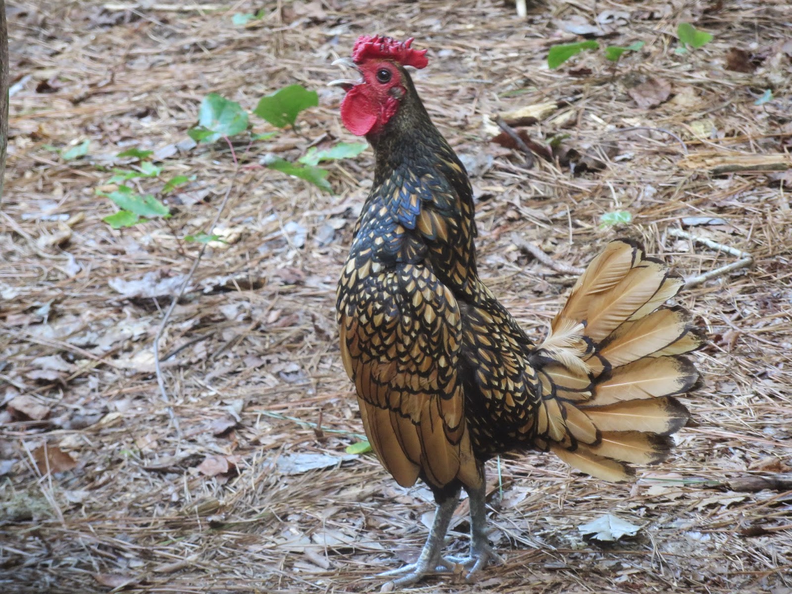 PrunePicker: John is given a banty rooster.