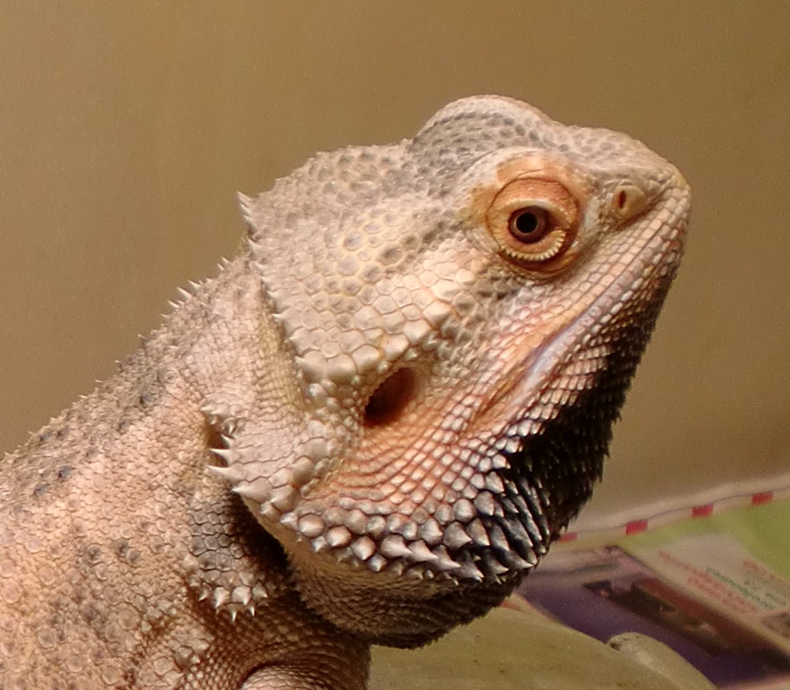 Rettili - Insetti: Drago barbuto (Pogona vitticeps).