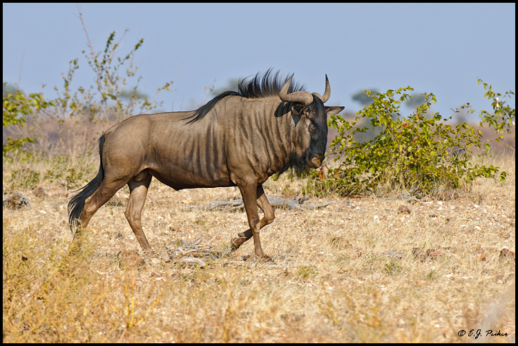 Animals pictures: wild beast