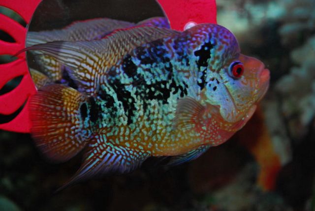 Flowerhorn The Hybrid Cichlids: Short Body Kamfamalau 1