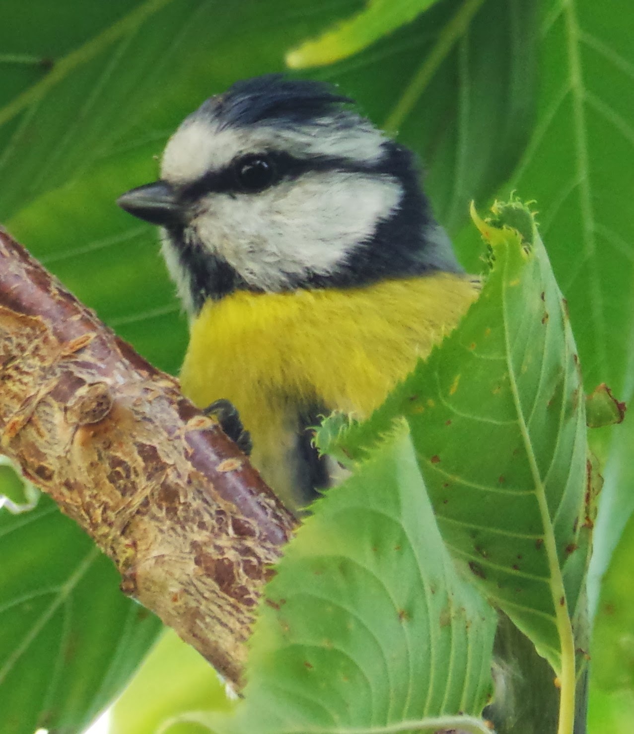 Mini Ornitho: Mésanges de France