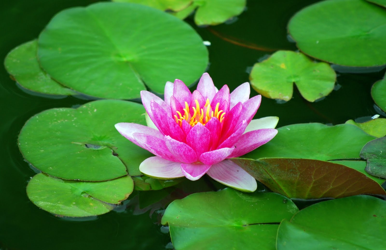 Mille Fiori Favoriti: Water Lilies for Pink Saturday