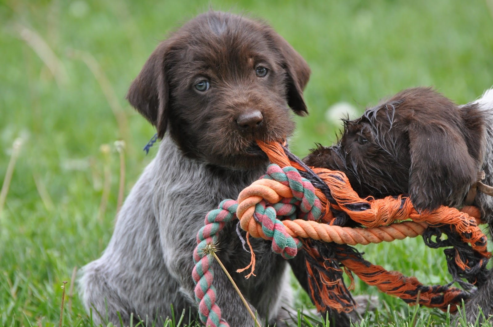 Idaho Outback Wirehaired Pointing Griffon Puppies!: Honor Boys