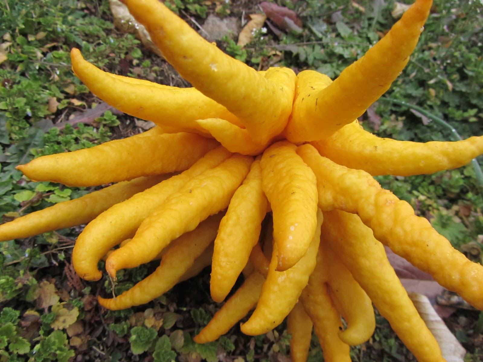 Cedro (Citrus medica), il Progenitore di Molti Agrumi - Coltivazione e ...