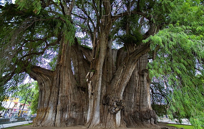 Trees Planet: Taxodium mucronatum – Montezuma Bald Cypress