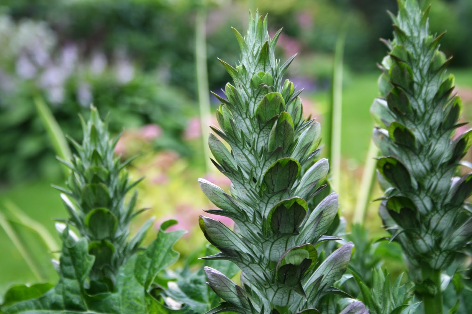 GARDEN STORIES: PAGIRIAMASIS ŽODIS AKANTUI