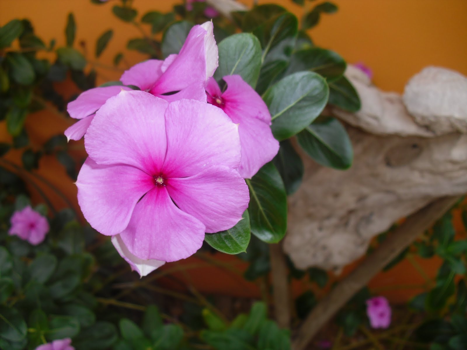 "MIS PLANTAS en Panamá": Chavelita....