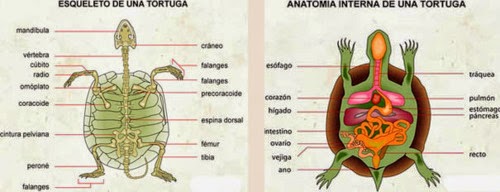 La vida sota la closca: Com és per dins una tortuga?