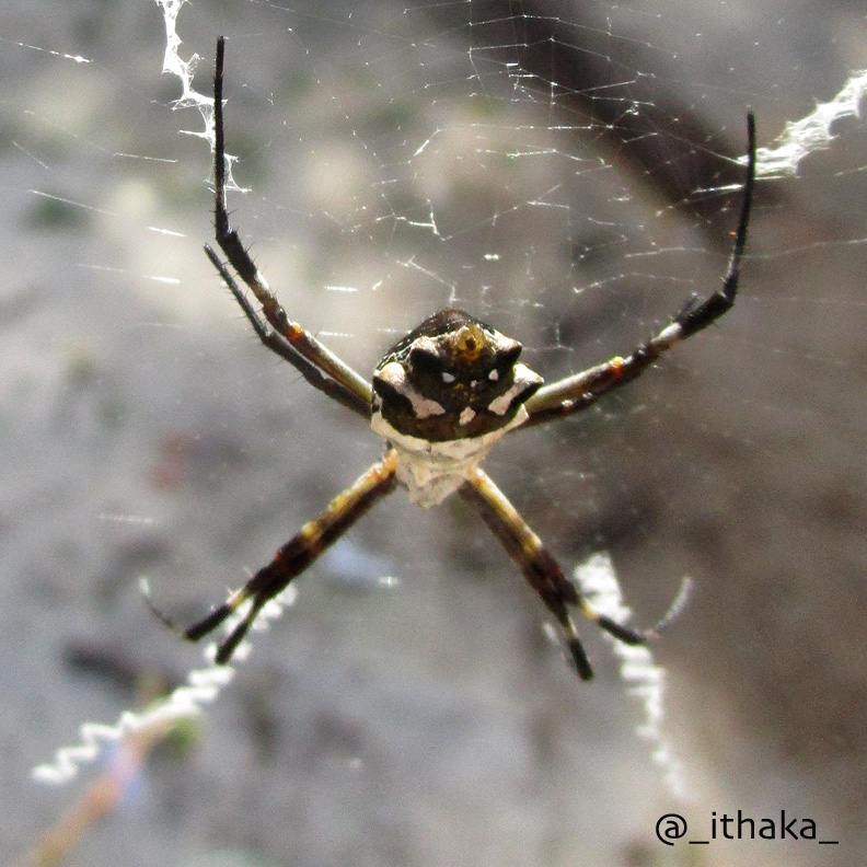 Insects Of The Atlantic Forest (Mata Atlântica) Photographed By: Ithaka ...