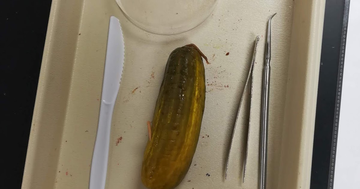 Middle School Mad Scientist: Pickle Autopsy: Teaching Anatomical ...