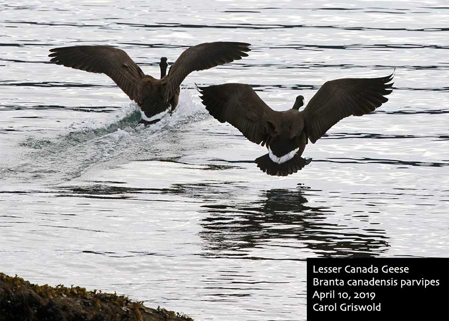 Sporadic Bird from Seward, Alaska : Wednesday, April 10, 2019 Lesser ...