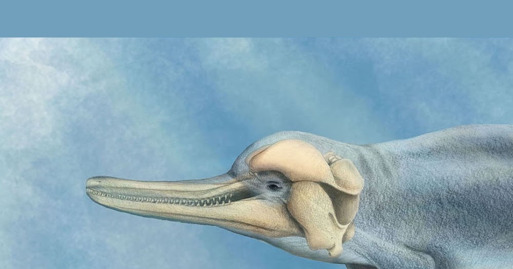 Species New to Science: [PaleoMammalogy • 2017] Dilophodelphis fordycei ...