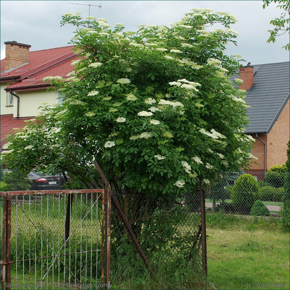 Plant Gallery - Encyklopedia Roślin: Sambucus nigra - Bez dziki, bez czarny