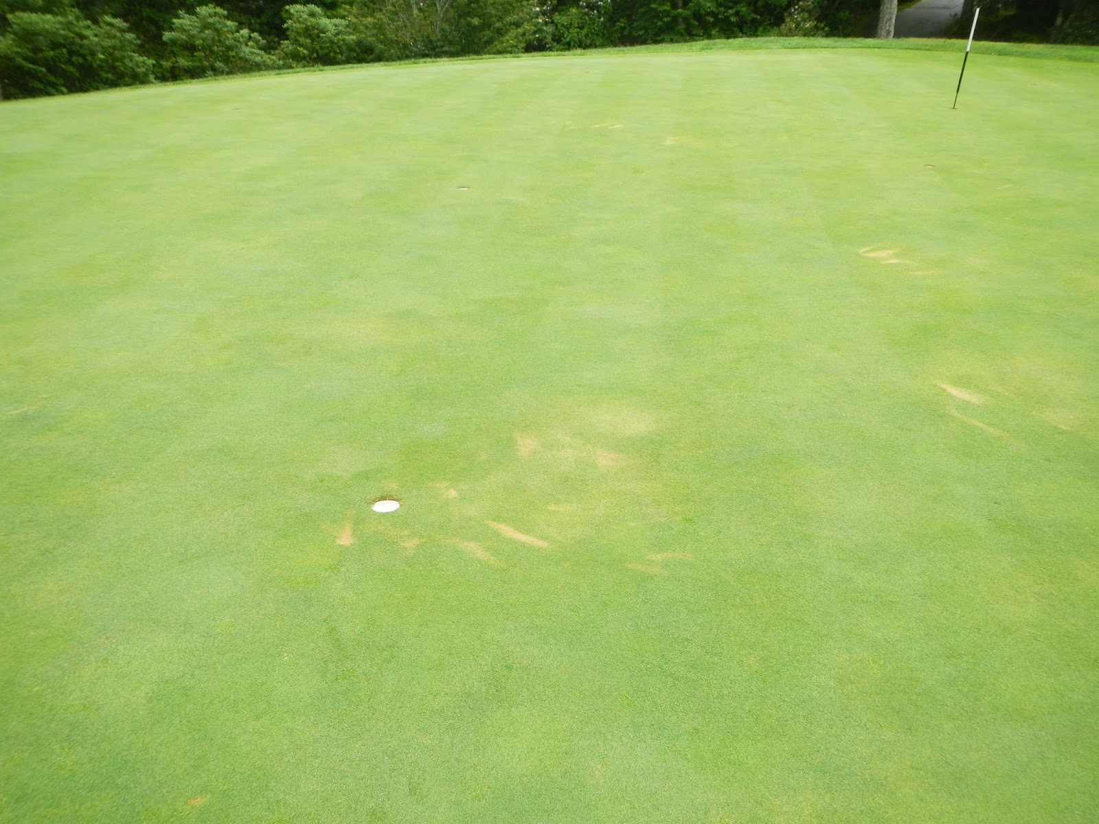 Highlands Falls Country Club Golf Course Maintenance: Bug Spray Disease