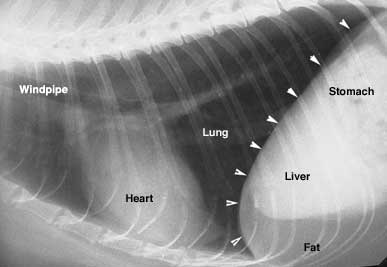 Cat Maui .(=^.^= ). The Ginger Tabby w White Socks & White Chest: Web ...