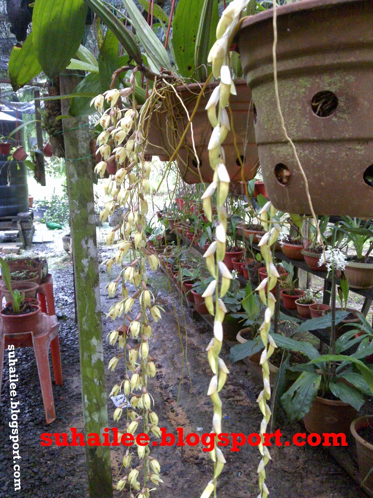 orkid liar : orkid liar orkid hutan