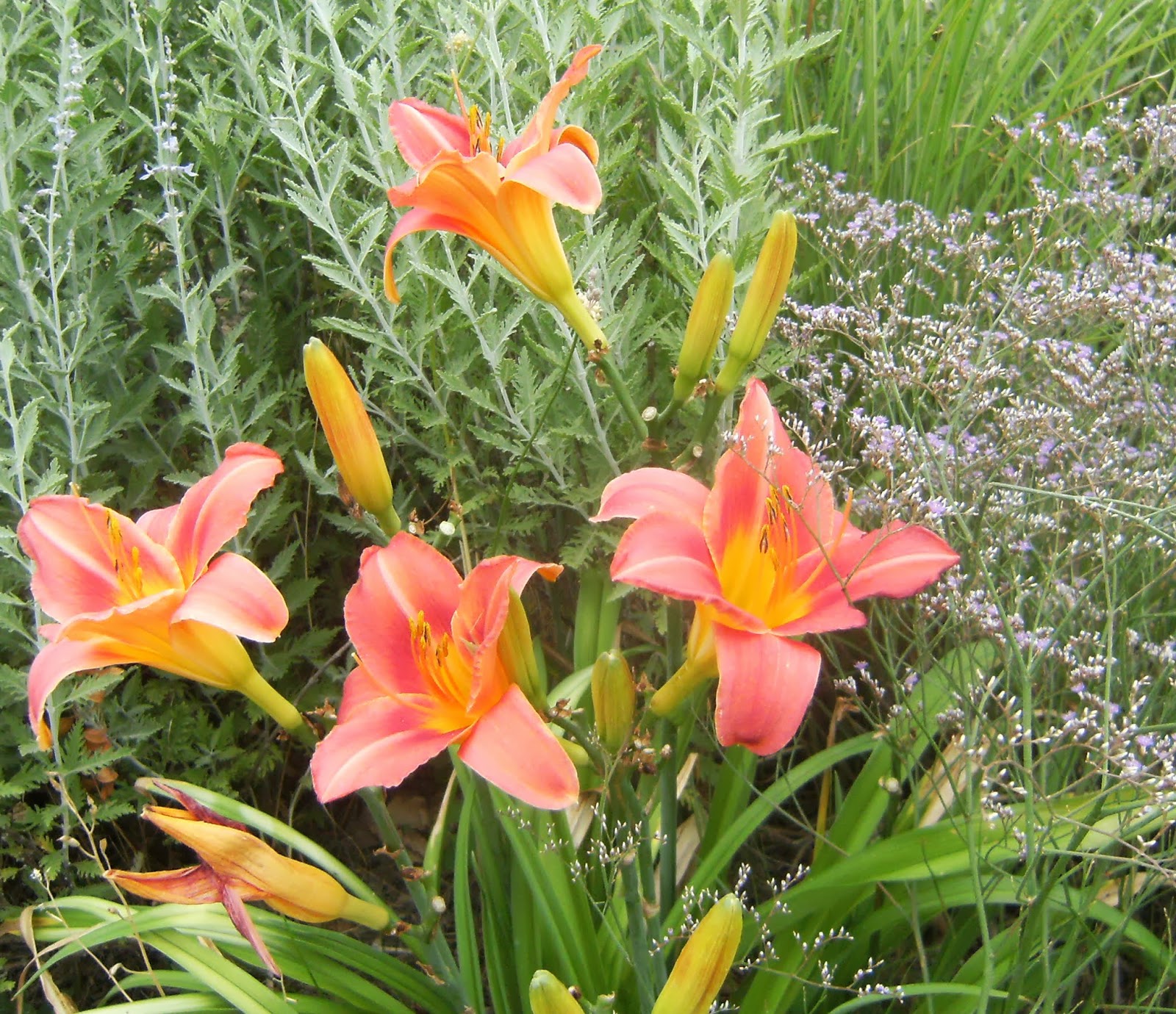 See the Beauty in the Ordinary: A Kansas Country Garden: Jubilant July