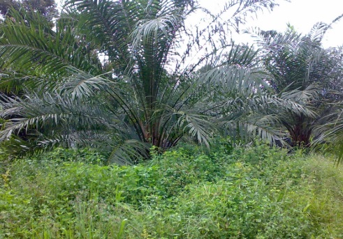 Anim Agro Technology: RUMPUT DAN RUMPAI - APA PERLU DI KETAHUI (Part 1)