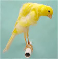 All Canary: Canary Birds in The World