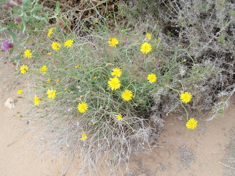 HERBARIO VIRTUAL DE BANYERES DE MARIOLA Y ALICANTE: Launaea fragilis ...