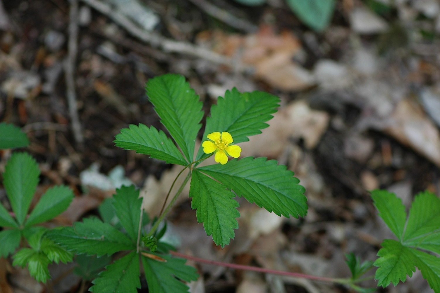 Field Biology in Southeastern Ohio: Cinquefoils