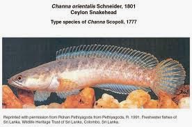 Mahamaya Hiko: Jenis jenis snakehead fish (Channidae family)
