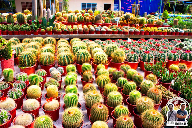 Wandering at The Cactus Point, Cameron Highland