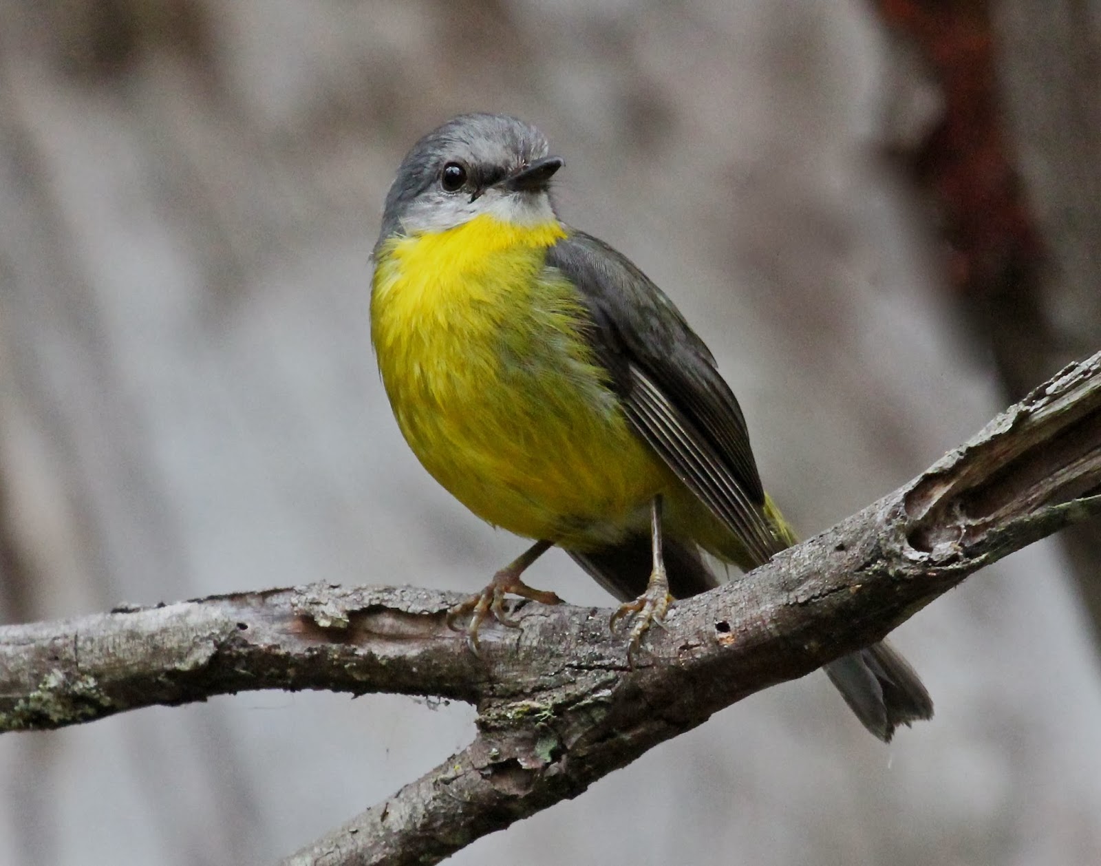 Avithera: Feathers make the bird - a look at juvenile, immature and ...