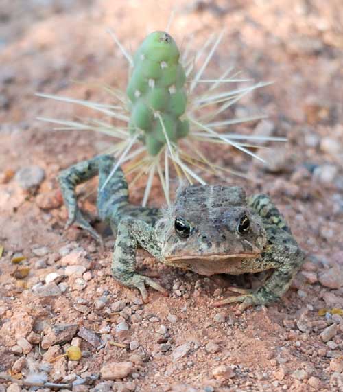 Birding Without Barriers: Thorny Toad Rescue
