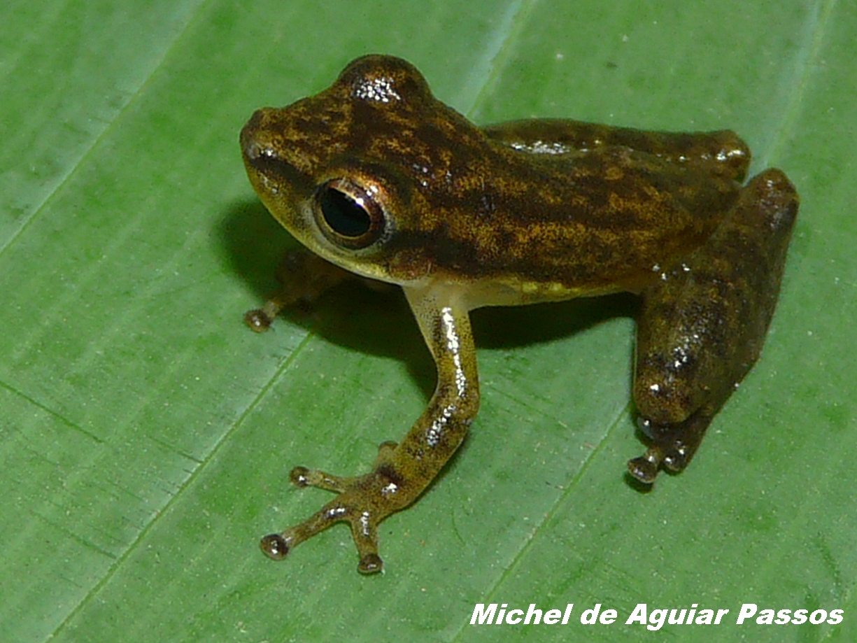 Herpetolife (Inicio): Ololygon agilis (Cruz & Peixoto, 1983)