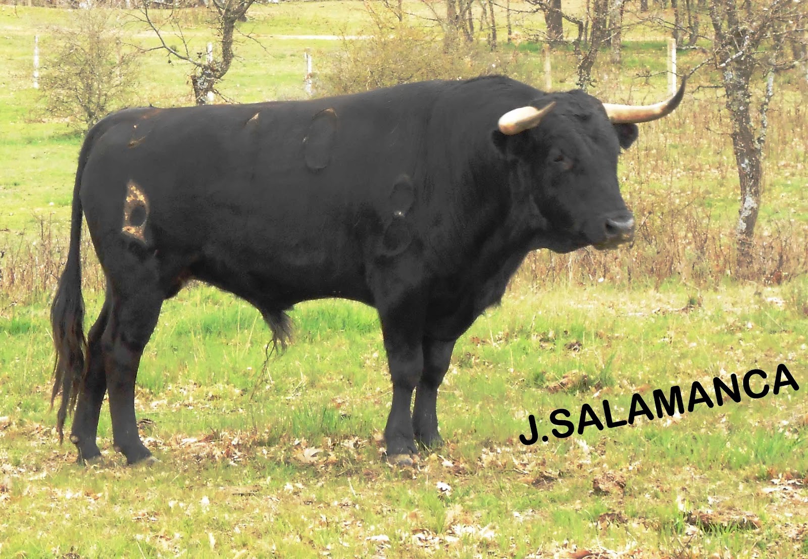 DE CATAFALCO Y ORO: Ganadería de Alberto Mateos