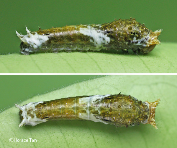 Butterflies of Singapore: Life History of the Common Mormon