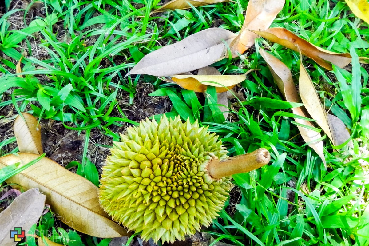 สวนสุภัทราแลนด์ (Suphattra Land) สวนบุฟเฟ่ต์ผลไม้ - ที่เที่ยวบล็อก