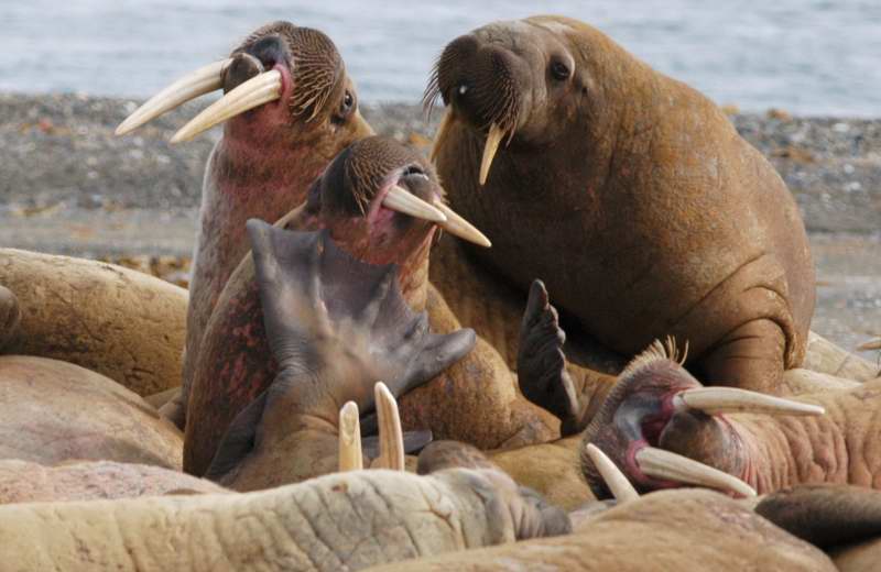 Walruses | Fun Animals Wiki, Videos, Pictures, Stories