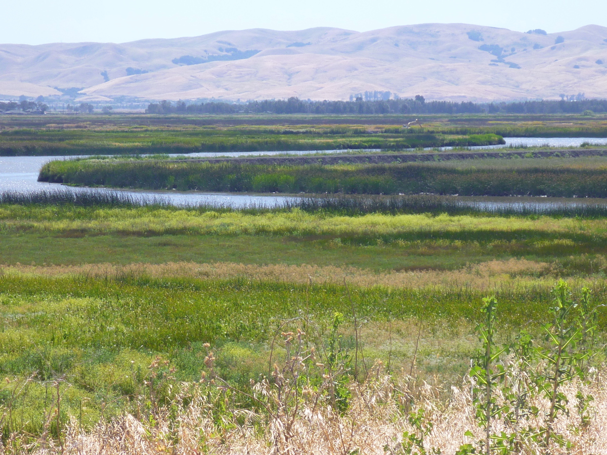 Trailing Ahead: Rush Ranch's Marsh Trail: overlooking and approaching ...