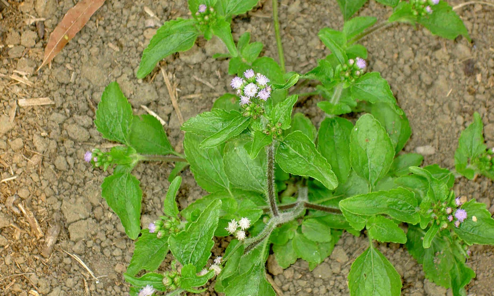 Pengertian Gulma : Gulma Adalah.. - INFO TANAMAN DAN DUNIA SEKITAR KITA